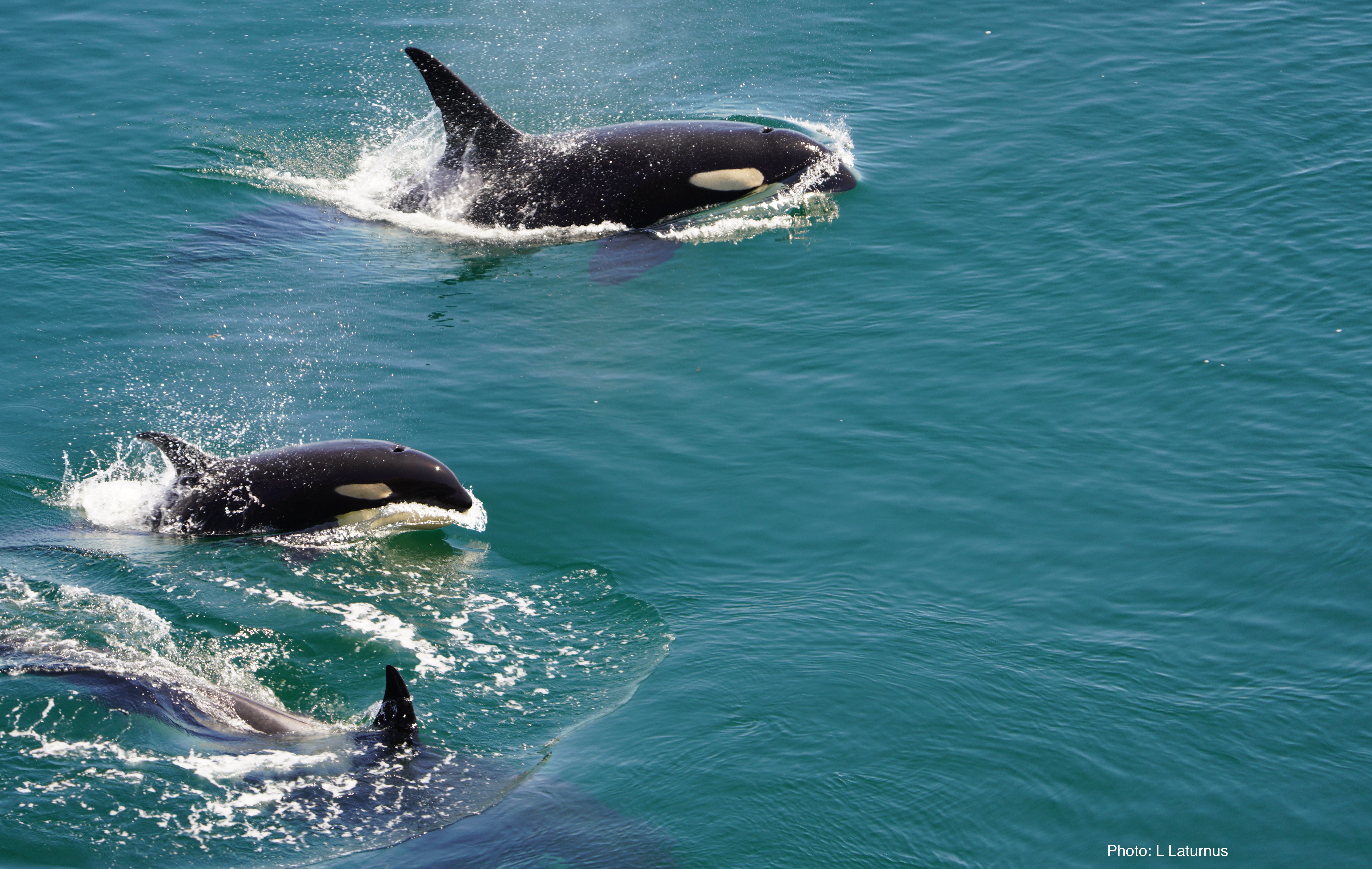 Whale Forecast System